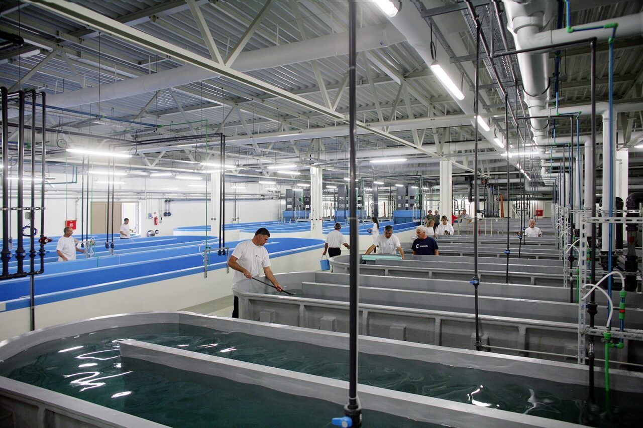 Hatchery » Cromaris